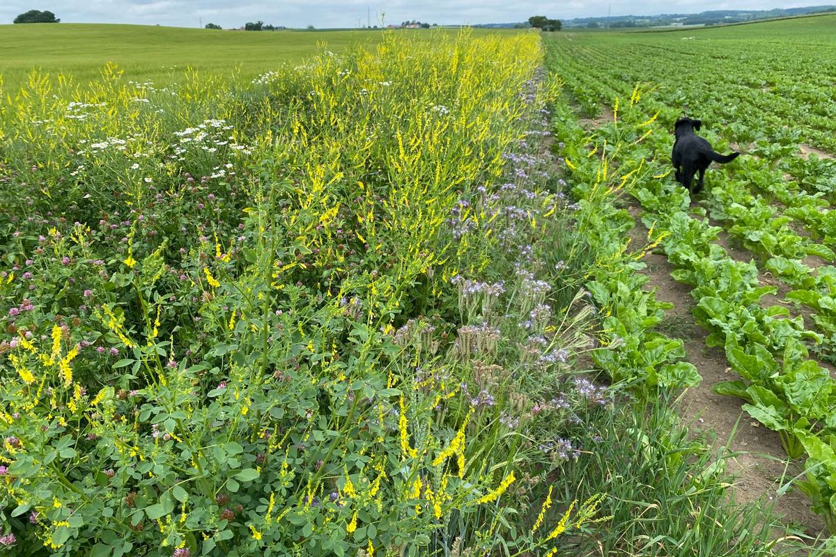 Projet - Semons des fleurs pour offrir un espace de vie aux ...