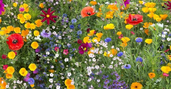 Projet - Plantons 12 hectares de fleurs mellifères pour les abeilles ...