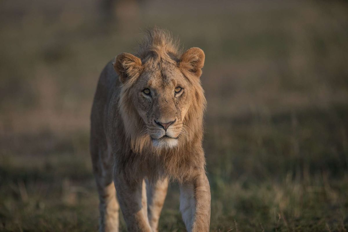 Projet - Protecting lions and their habitats in Kenya through community ...